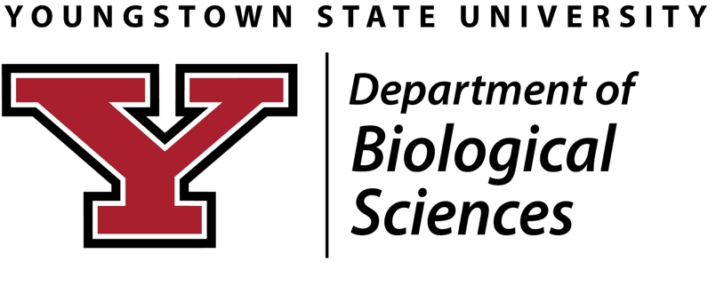 YSU logo